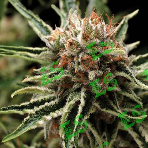 Auto Purple Feminised Gold-купить, цена, отзывы. Казахстан